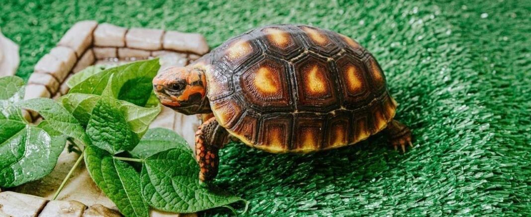 Como cuidar do jabuti-piranga e onde ele vive na natureza