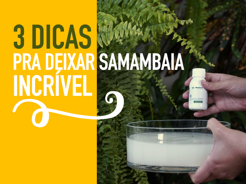 Como recuperar sua samambaia quase morta em 3 passos