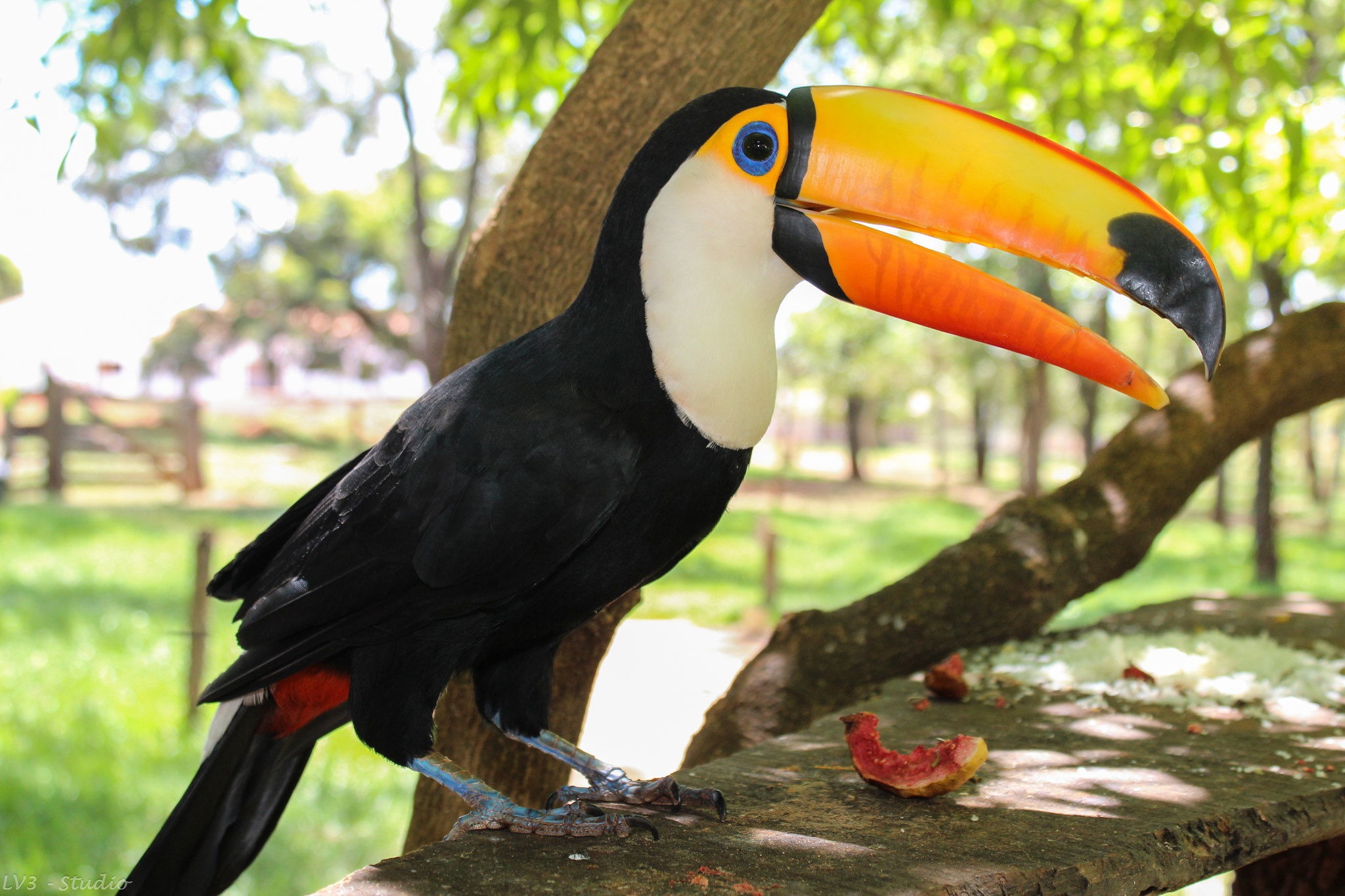 A Amazônia em voo: dez pássaros que encantam pela beleza.