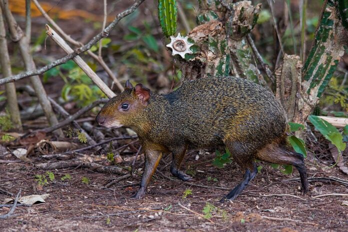 Conheça a cutia, a pequena jardineira da nossa floresta